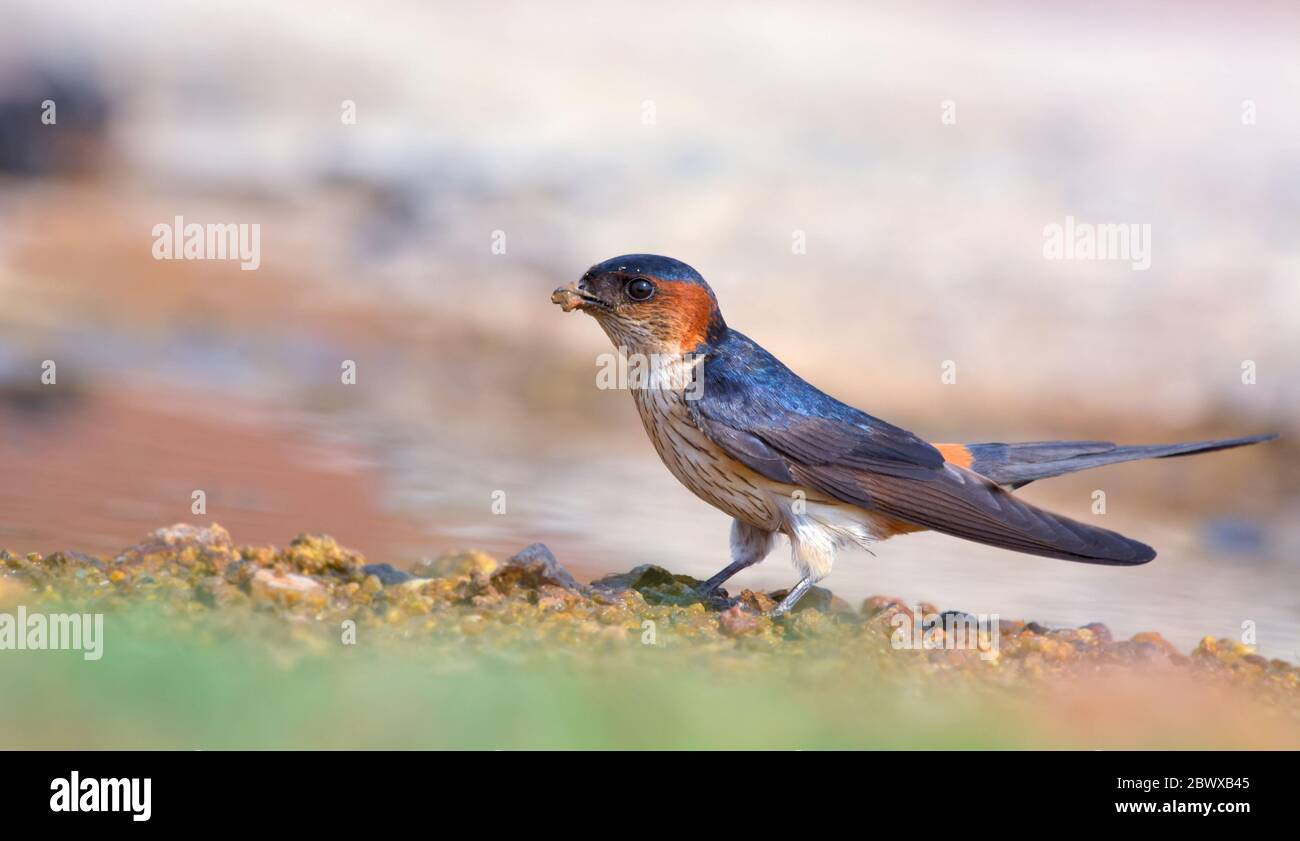 Swallow family hi-res stock photography and images - Alamy