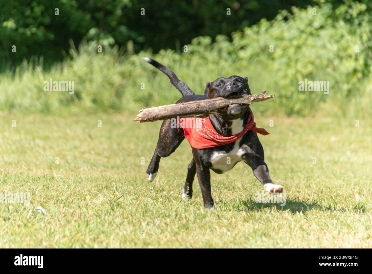 Carring hi-res stock photography and images - Alamy