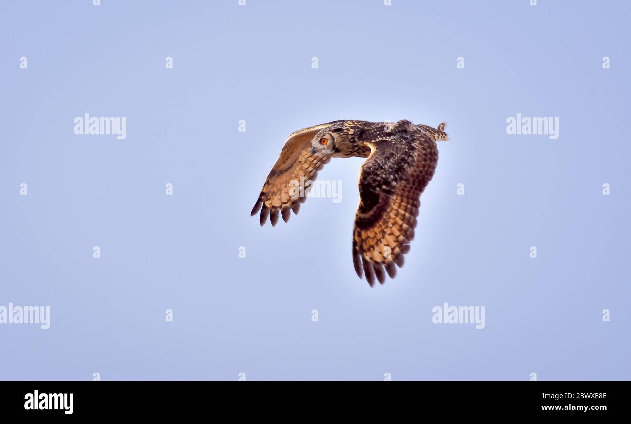 The Indian eagle-owl, also called the rock eagle-owl or Bengal eagle ...