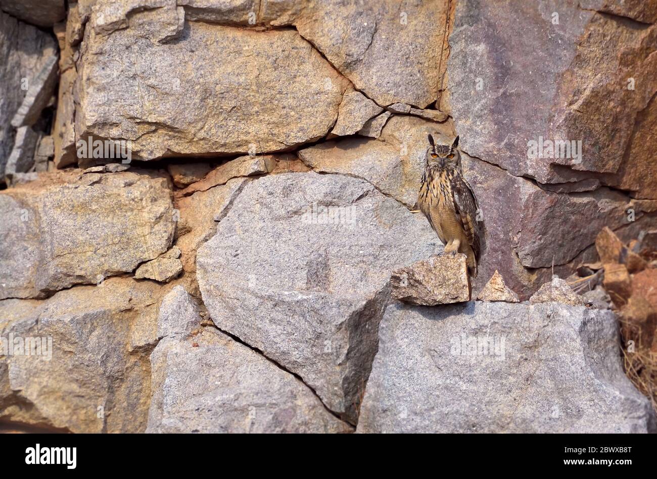 The Indian eagle-owl, also called the rock eagle-owl or Bengal eagle ...