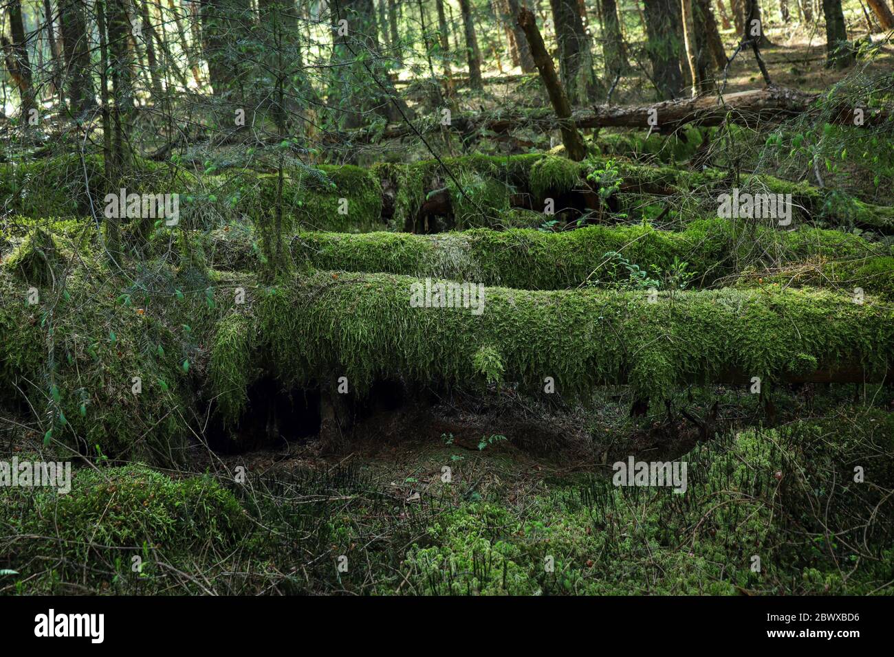 Coniferous forest forest path spruce hi-res stock photography and ...