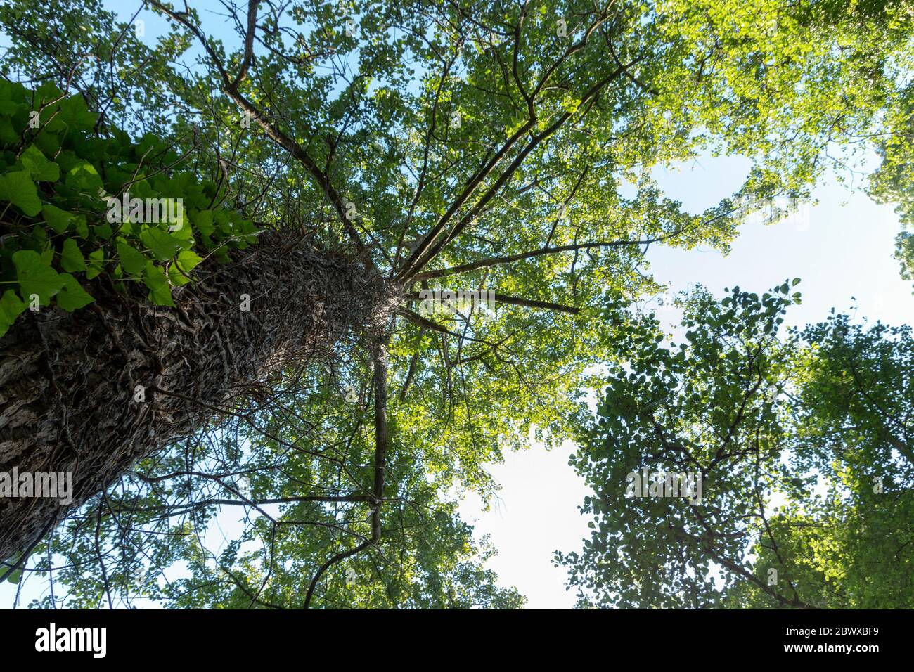 a close up view of the tops of the trees in a open public forest Stock ...