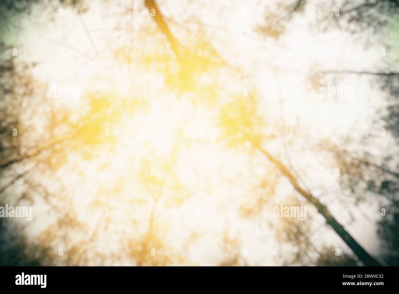 Light leak in forest hi-res stock photography and images - Alamy