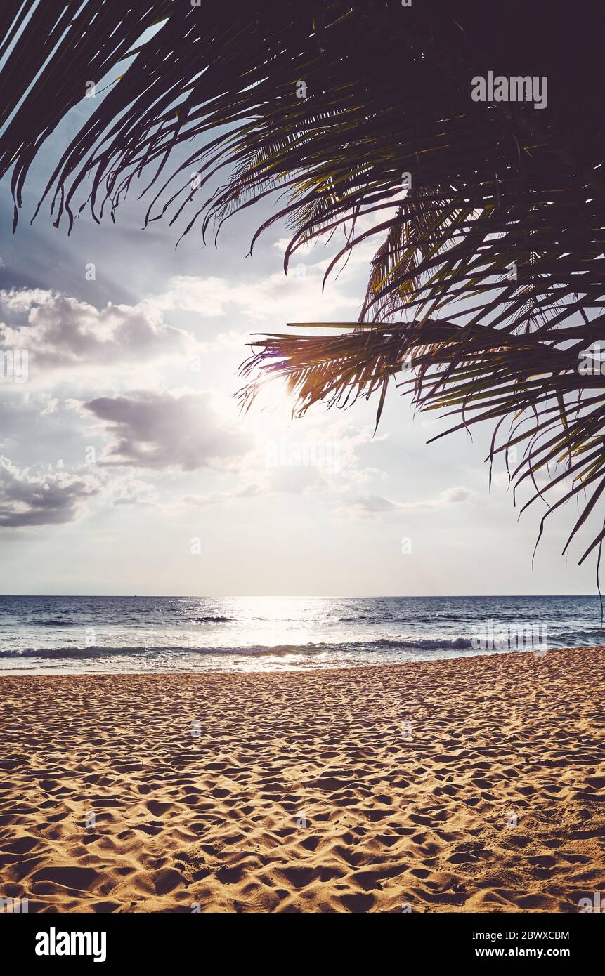 Tropical beach with palm tree leaves at sunset, color toning applied ...