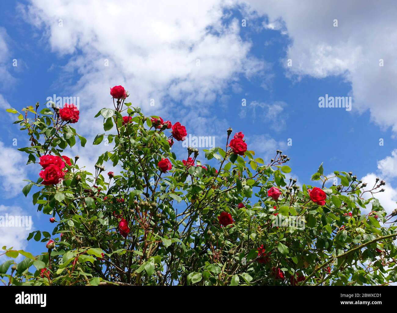 Red Climbing Roses High Resolution Stock Photography and Images - Alamy