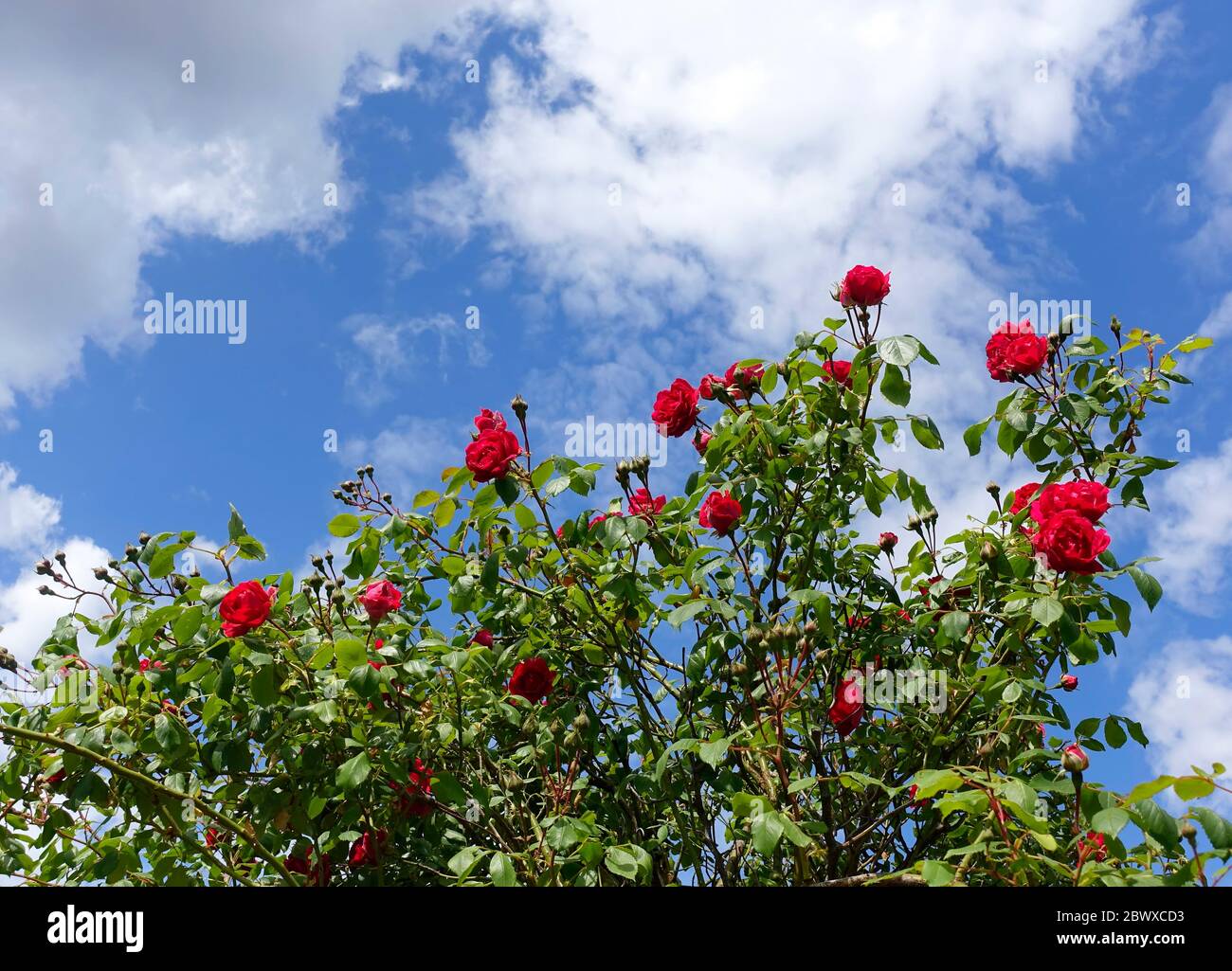 Red Climbing Roses High Resolution Stock Photography and Images - Alamy