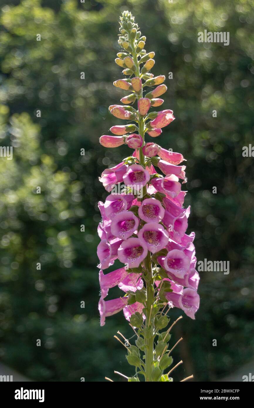 Pink Foxgloves High Resolution Stock Photography and Images - Alamy