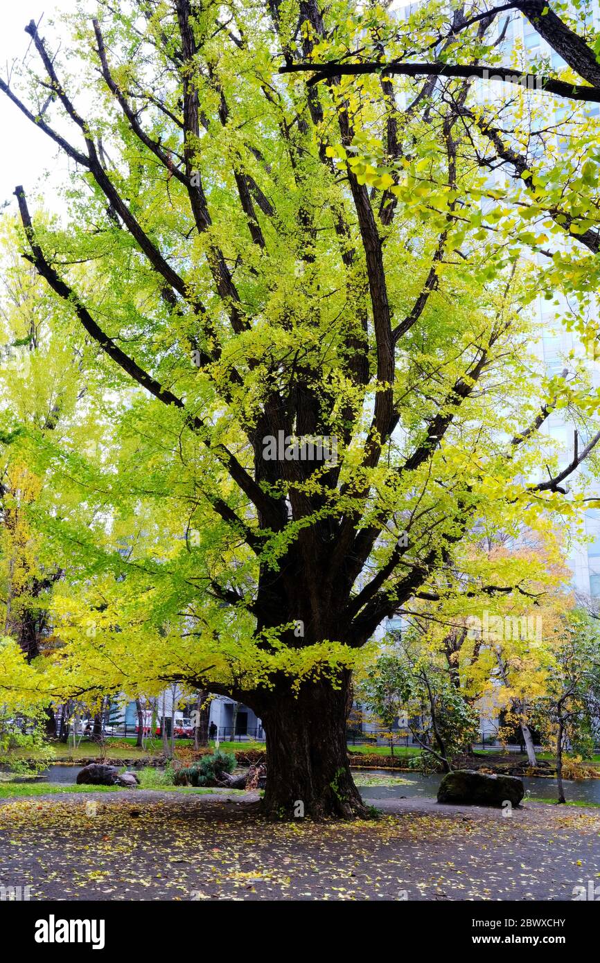 Maidenhair Tree in the Public Park in Autumn Season Stock Photo - Alamy