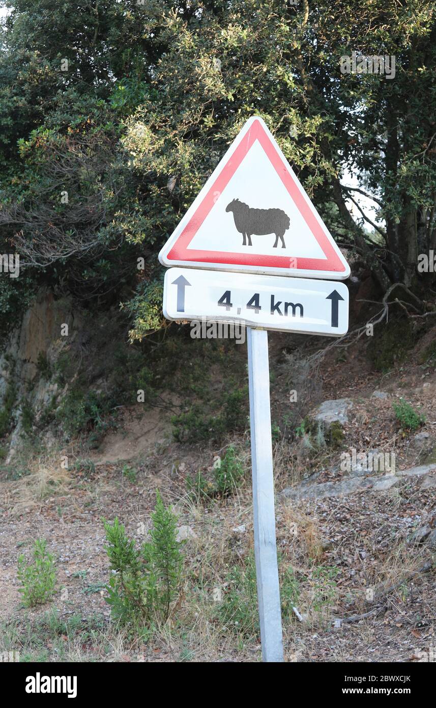 road sign with draw of a sheep on the road Stock Photo - Alamy