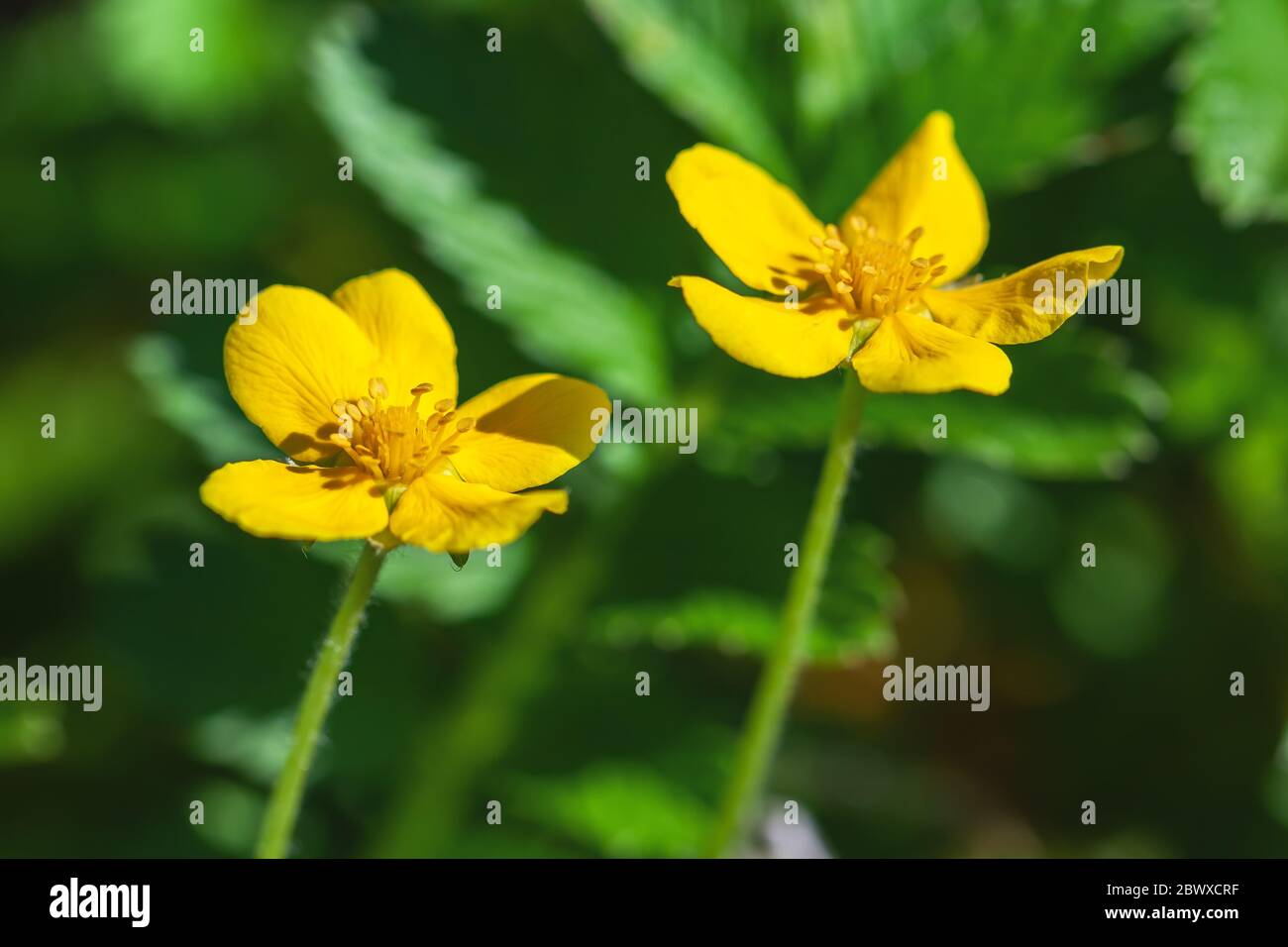 Common Silverweed, Argentina anserina, Point Reyes National Seashore ...