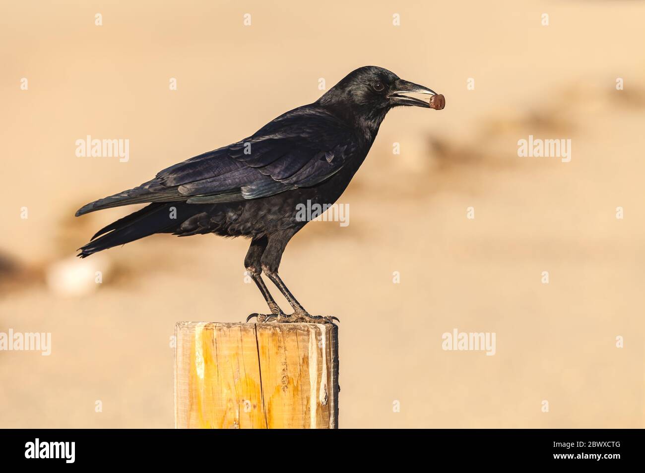 American crow beak hi-res stock photography and images - Alamy