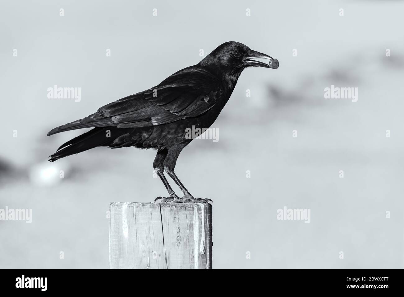 American crow beak hi-res stock photography and images - Alamy