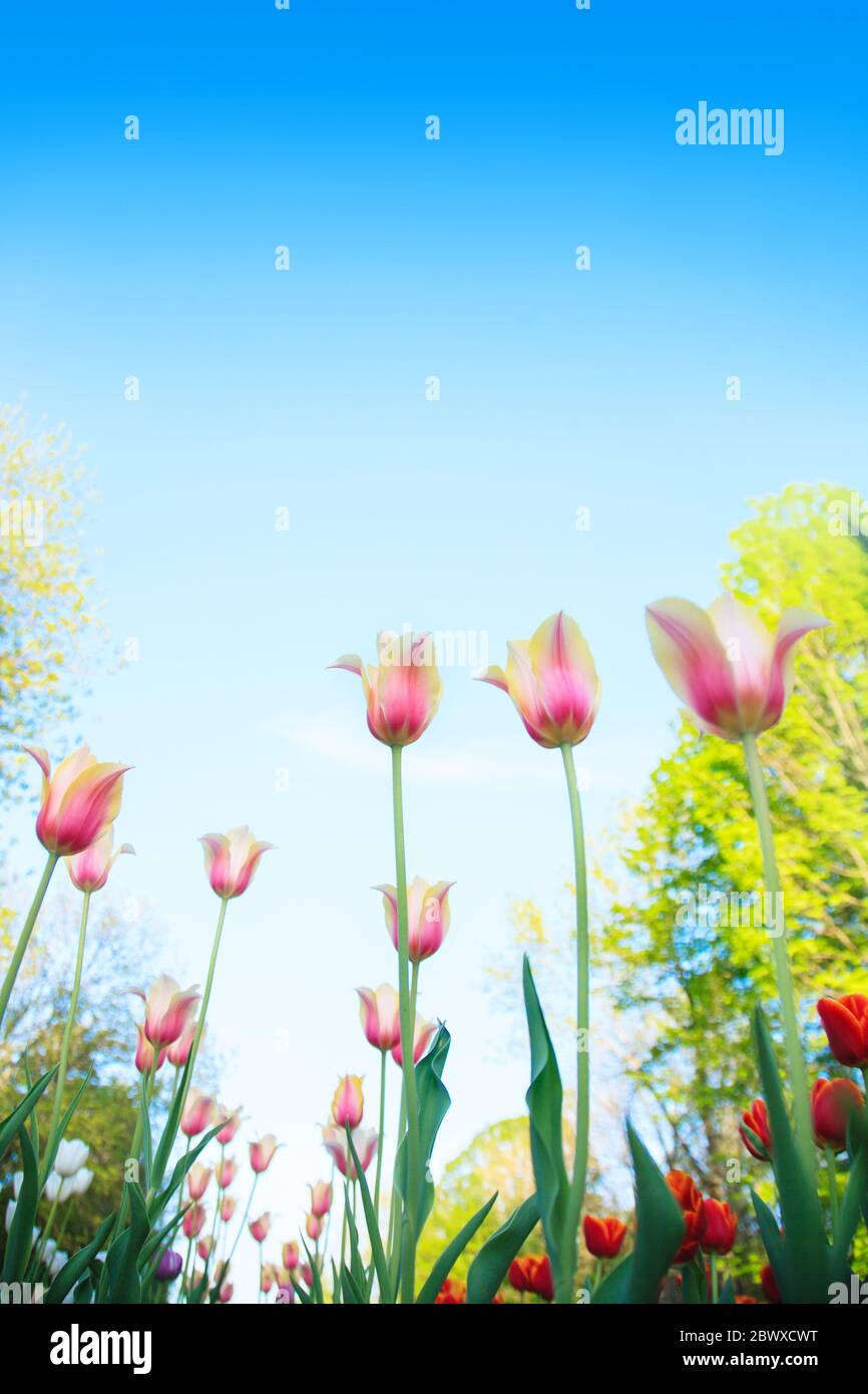 Petal beam outdoor hi-res stock photography and images - Alamy