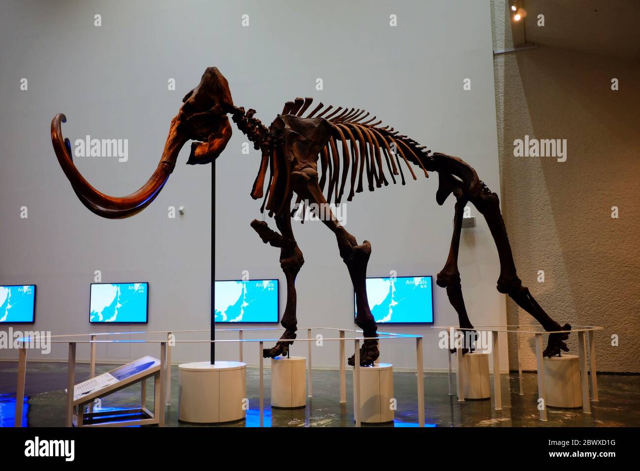 SAPPORO, JAPAN - NOVEMBER 10, 2019: Mammoth fossils at Hokkaido museum ...