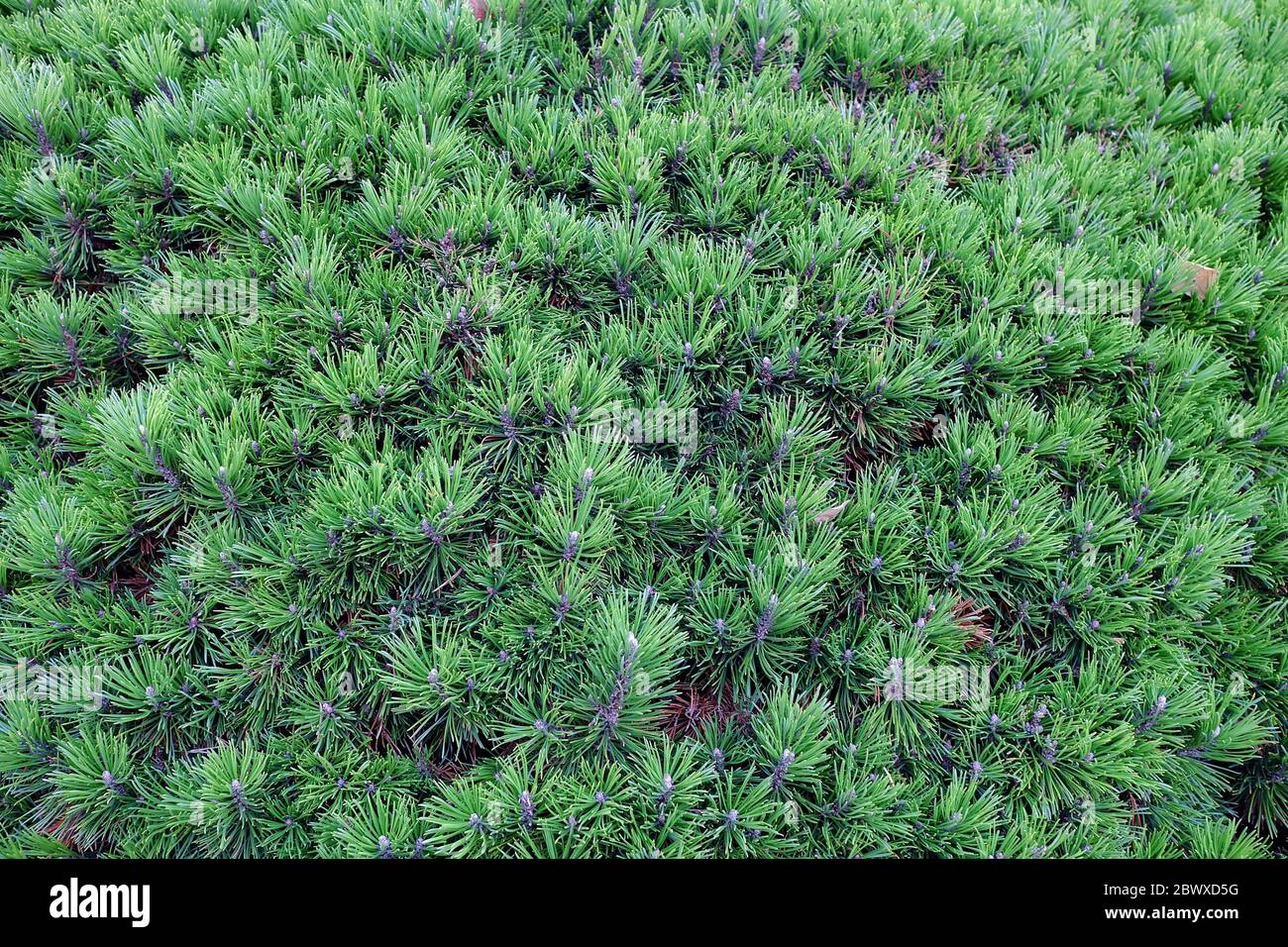 Green Christmas Tree Leaves Background Stock Photo - Alamy