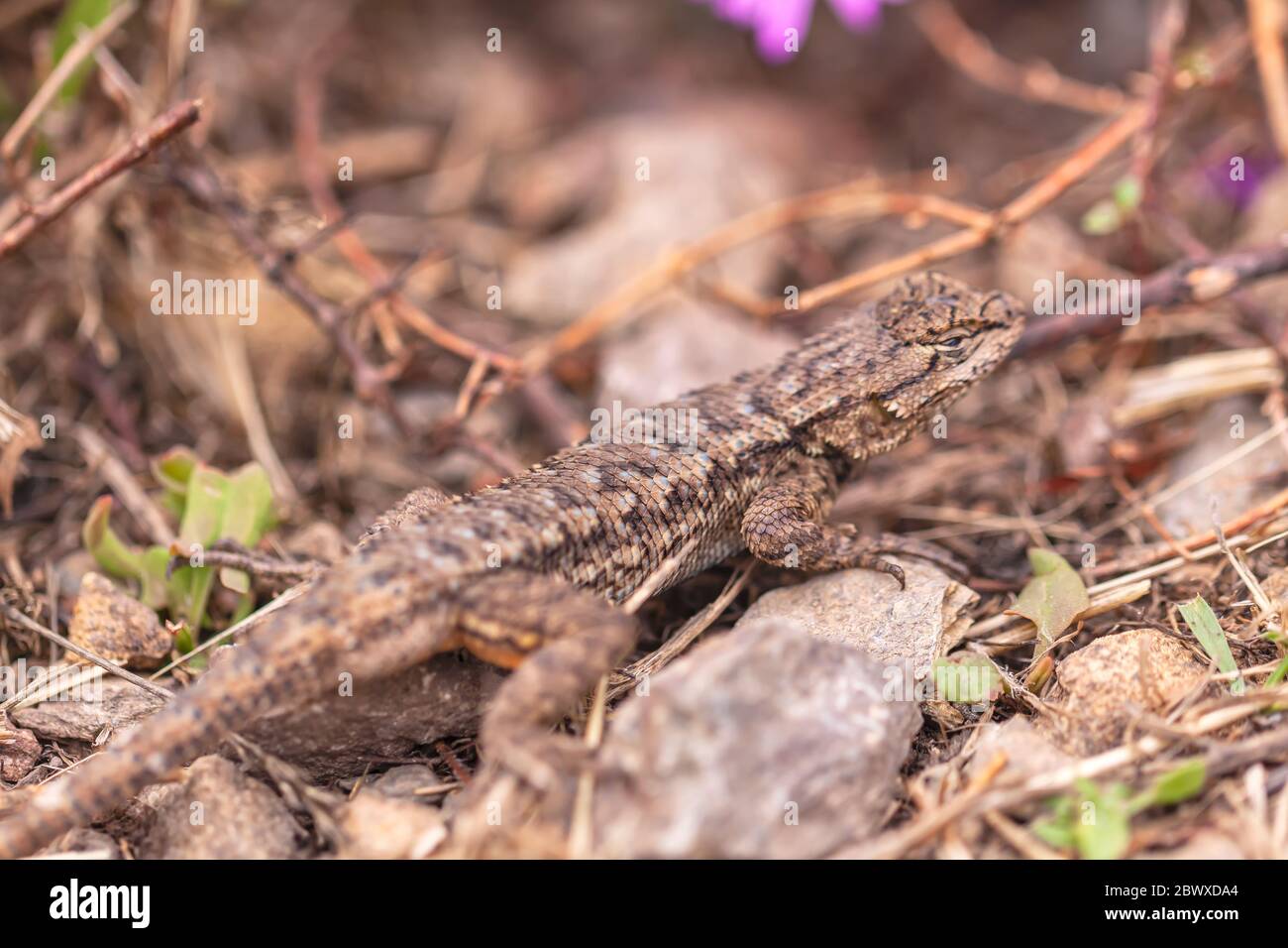 Western fence lizard (Sceloporus occidentalis), Point Lobos State Natural Reserve, California ...