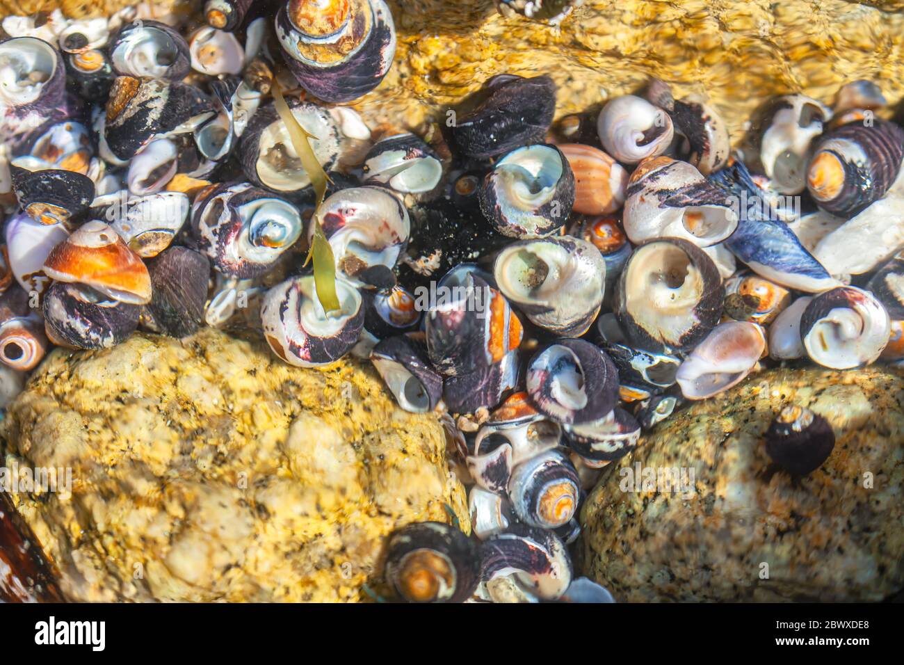 Tegula shells hi-res stock photography and images - Alamy