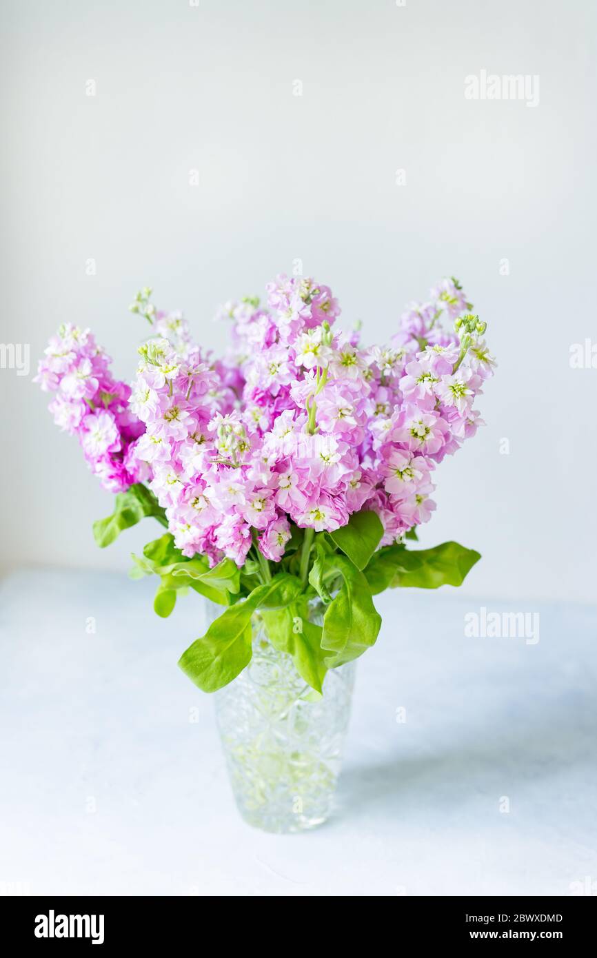 Bouquet of Beautiful lilac mattiola in crystal vase on table. Spring ...