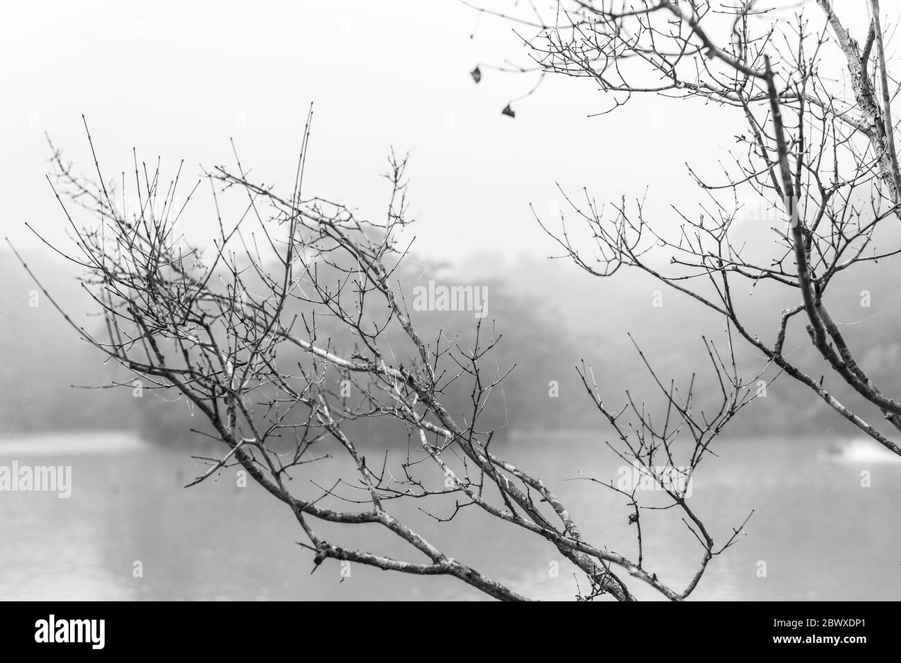 Winter trees tree over Black and White Stock Photos & Images - Alamy