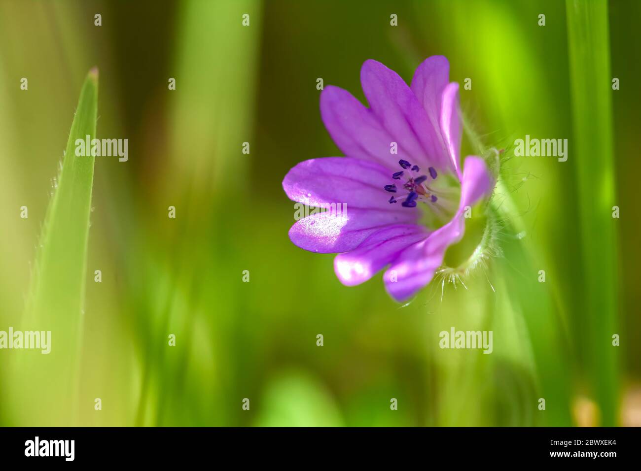 Close up at a Cut-leaved Crane's-Bill Geranium dissectum flower, Point ...