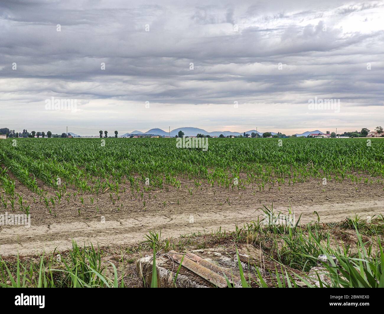 Corn cultivation in Italy 2 Stock Photo - Alamy