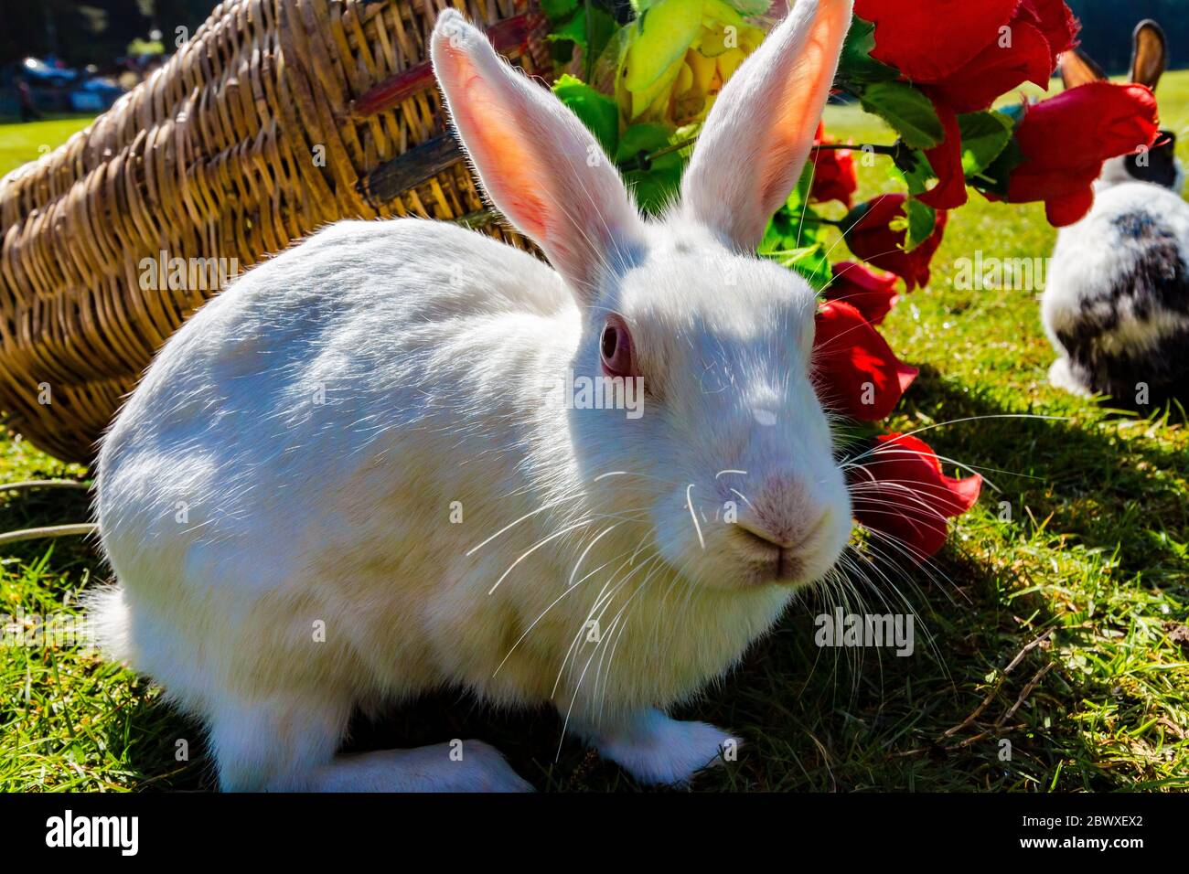 A rabbit in the green vast lands of Khajjiar Hill station situated in ...