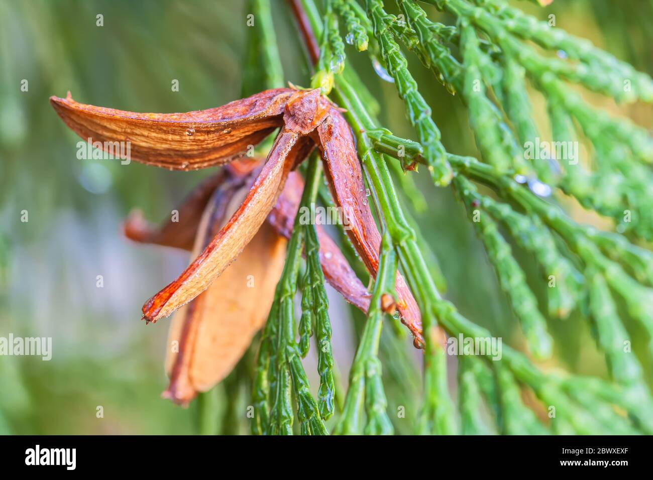 Close up at the California incense-cedar Calocedrus decurrens opened ...