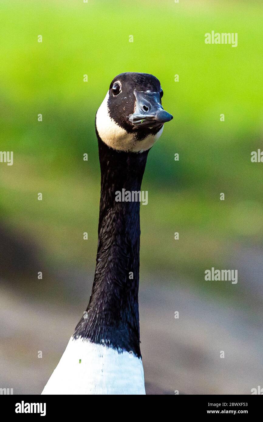 Gander canada hi-res stock photography and images - Alamy