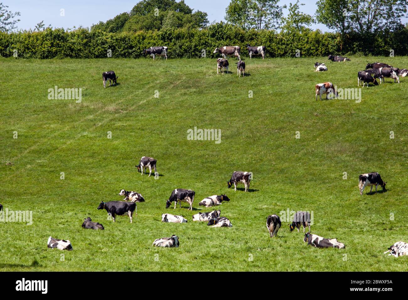 Herd of dairy cows cattle in rolling Cheshire farmland landscape ...