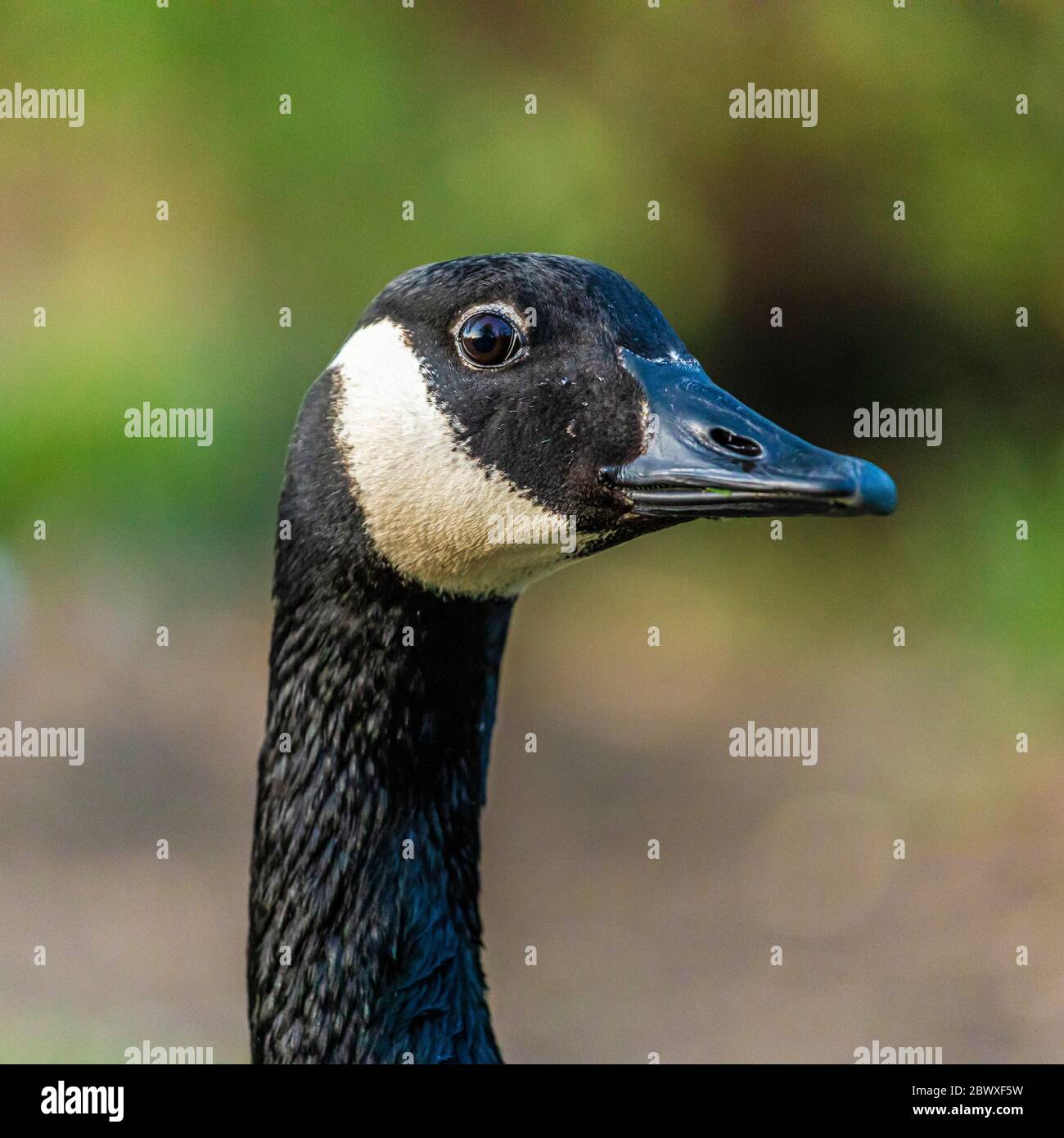 Canada gander hi-res stock photography and images - Alamy