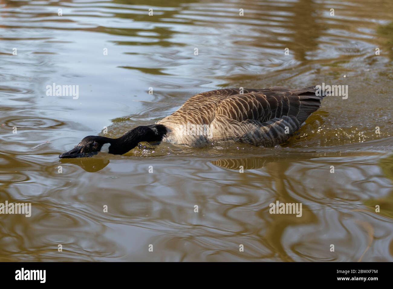 Goose on Lake (stealthy honk Stock Photo - Alamy