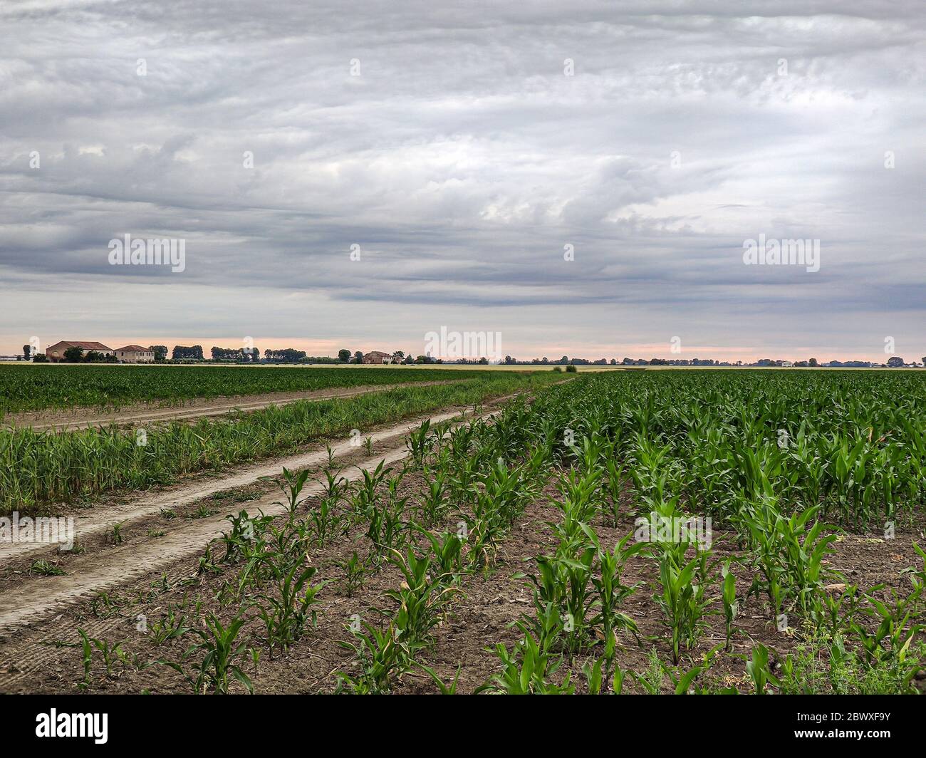 Corn cultivation in italy hi-res stock photography and images - Alamy