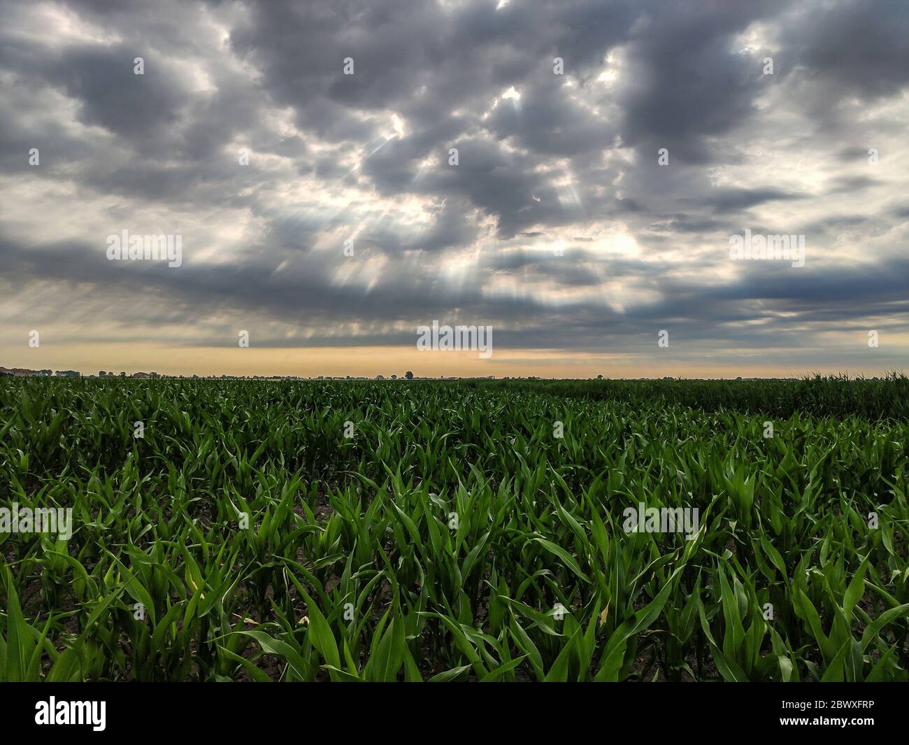 Corn cultivation in italy hi-res stock photography and images - Alamy