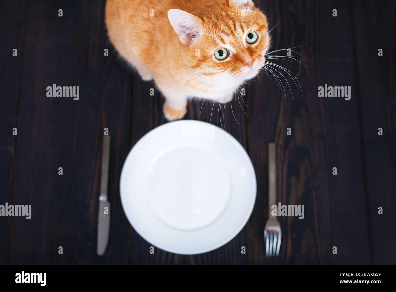 Empty room and cat hi-res stock photography and images - Alamy