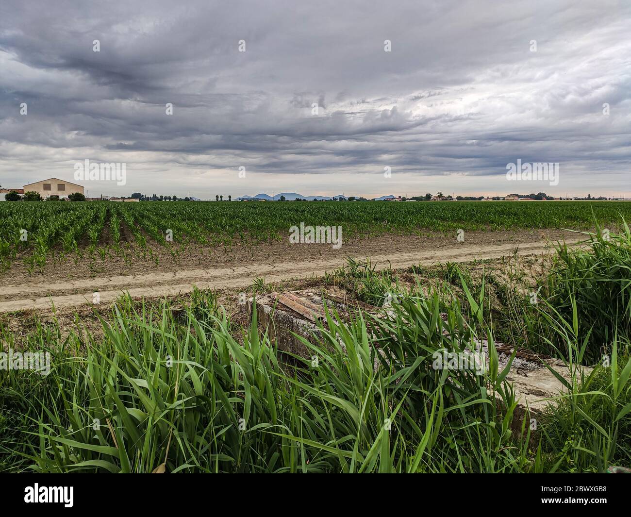 Corn cultivation in italy hi-res stock photography and images - Alamy