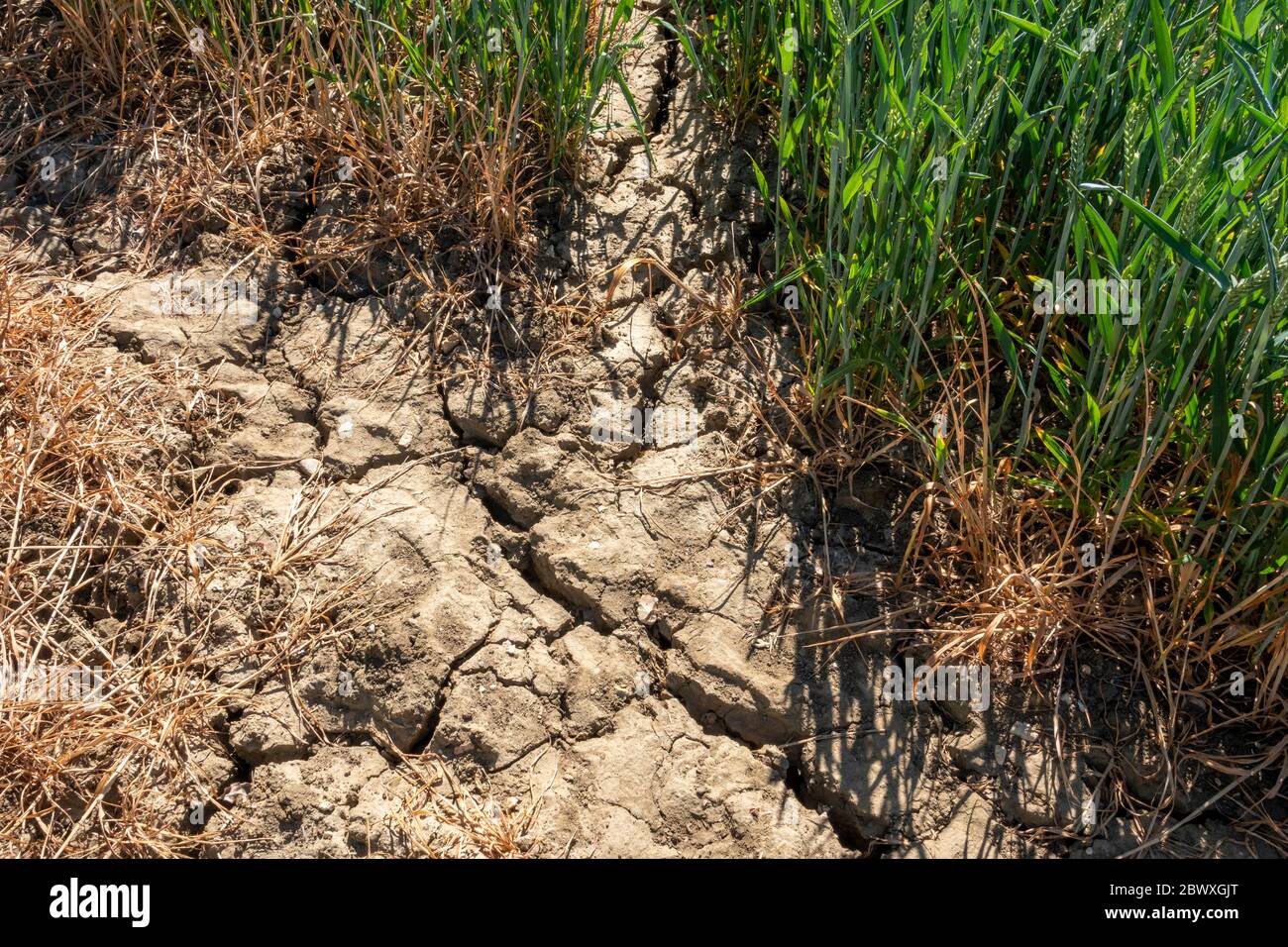 Young wheat crop growing in very dry conditions with bare areas of ...