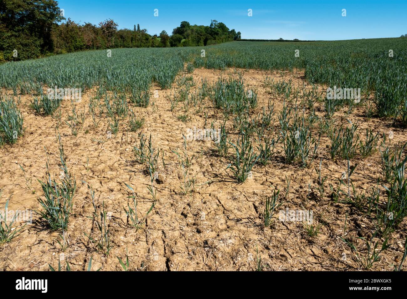 Young wheat crop growing in very dry conditions with bare areas of ...