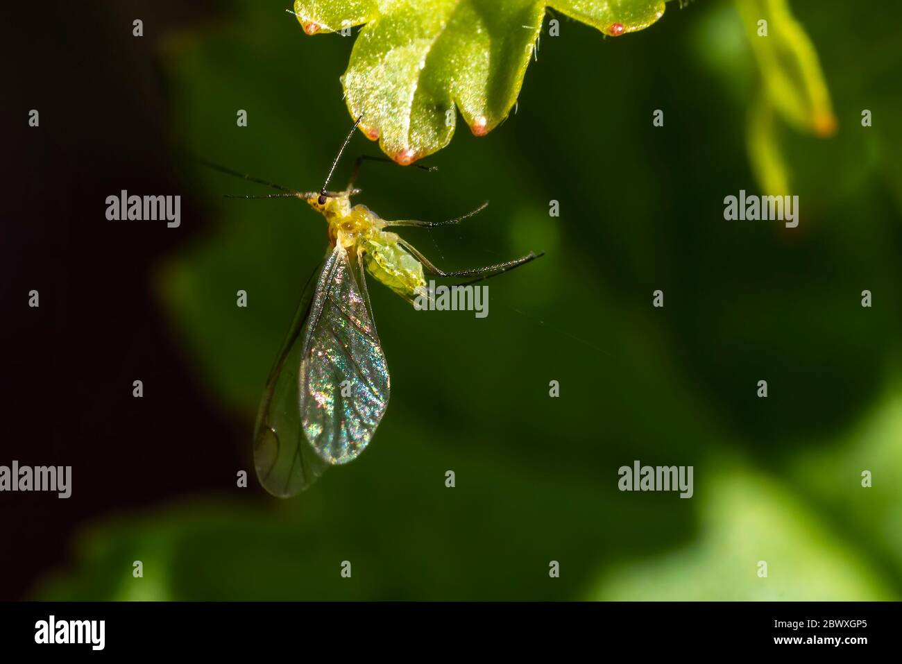 Greenfly aphid sucking on a leaf of a spring flower plant extreme ...