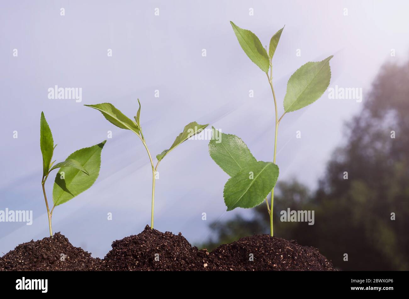 Growing sprouts on a background of blue sky with sunbeams. The concept ...