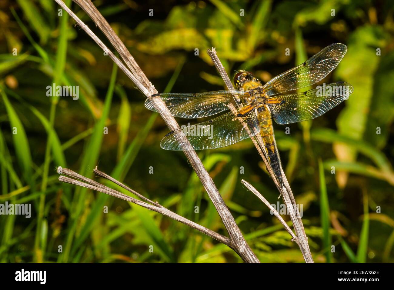 Entomology photos hi-res stock photography and images - Alamy
