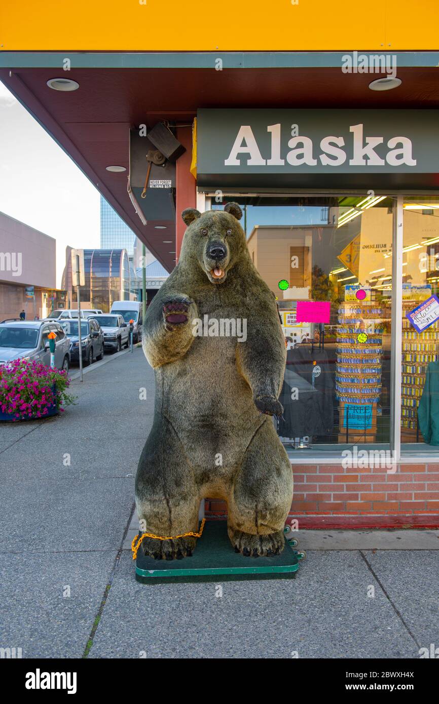 Grizzly bear specimen in downtown Anchorage, Alaska, AK, USA Stock ...