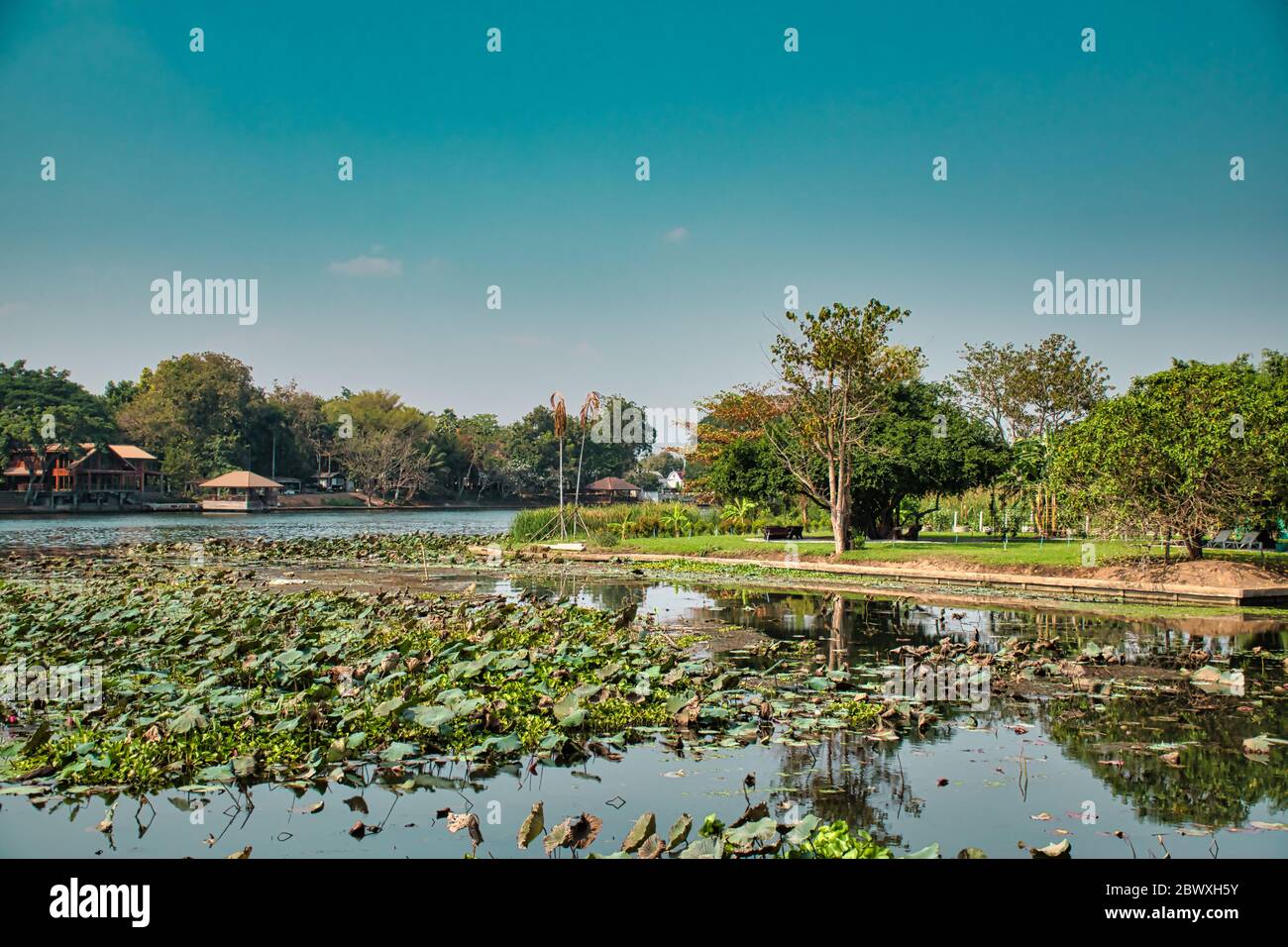 Kwai tree hi-res stock photography and images - Alamy