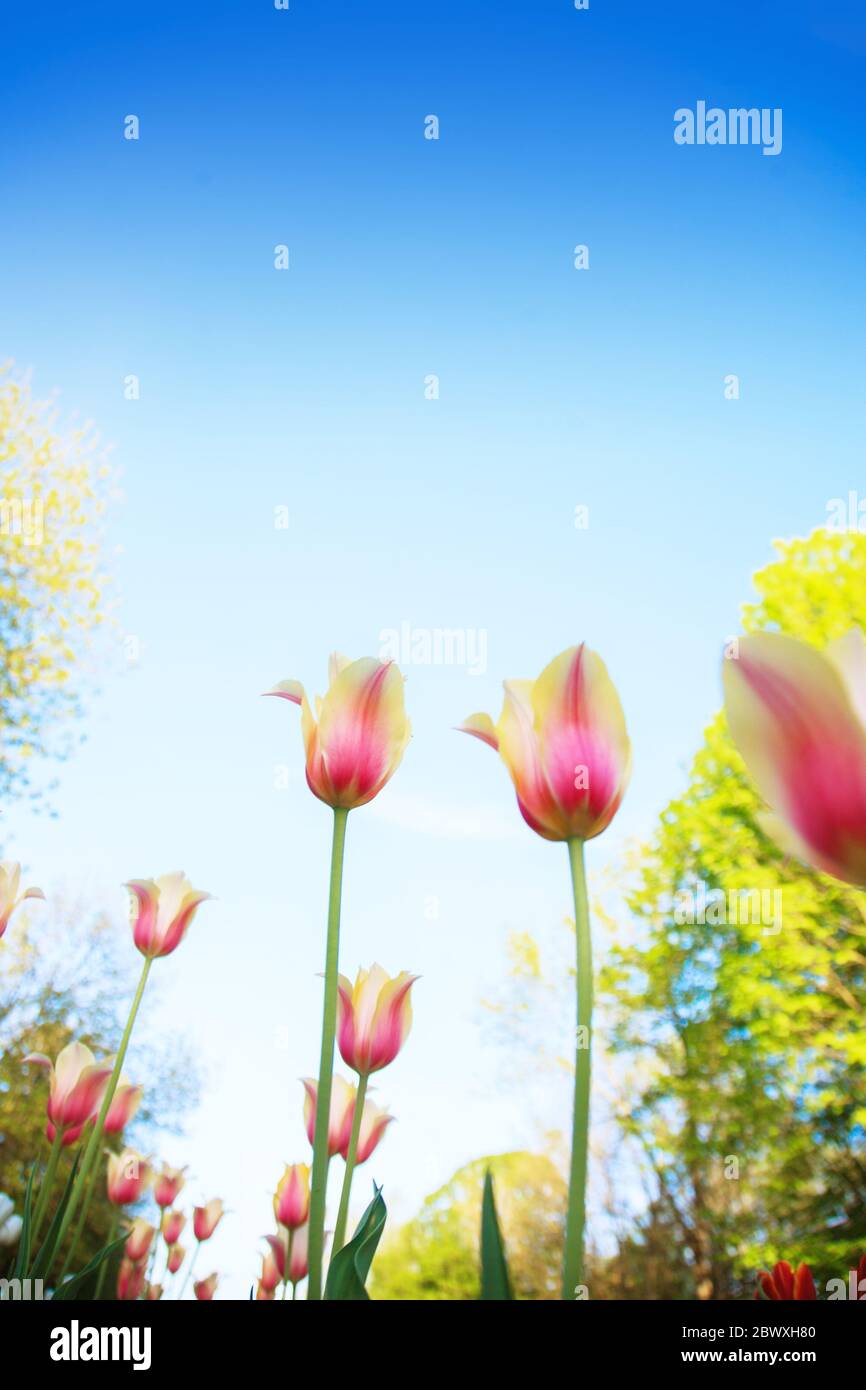 Petal beam outdoor hi-res stock photography and images - Alamy
