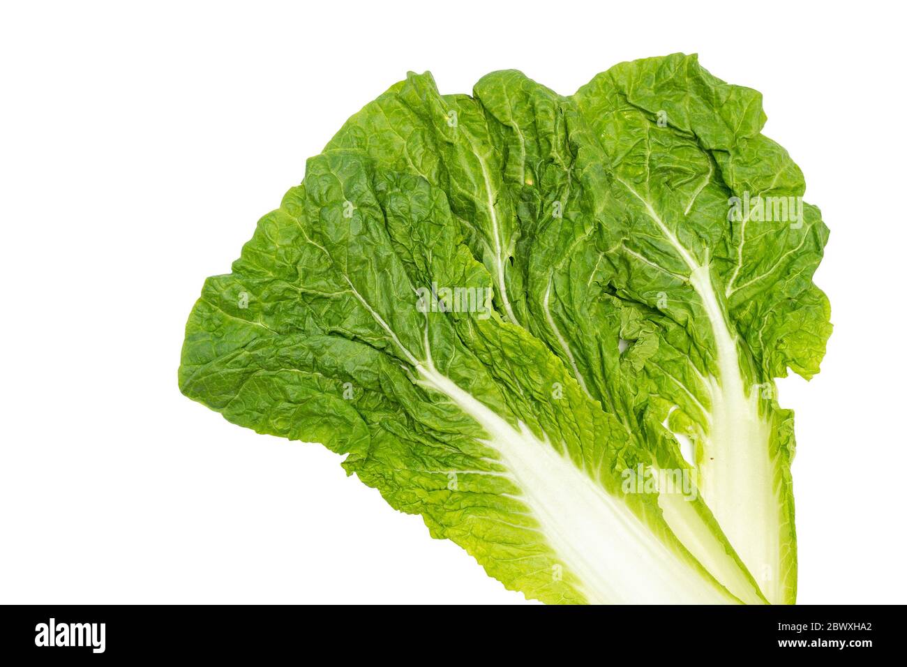 fresh chinese cabbage leaves isolated on a white background Stock Photo ...