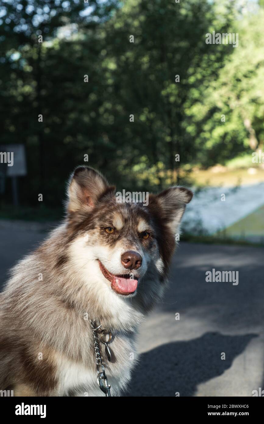 Lebron james basketball portrait hi-res stock photography and images ...