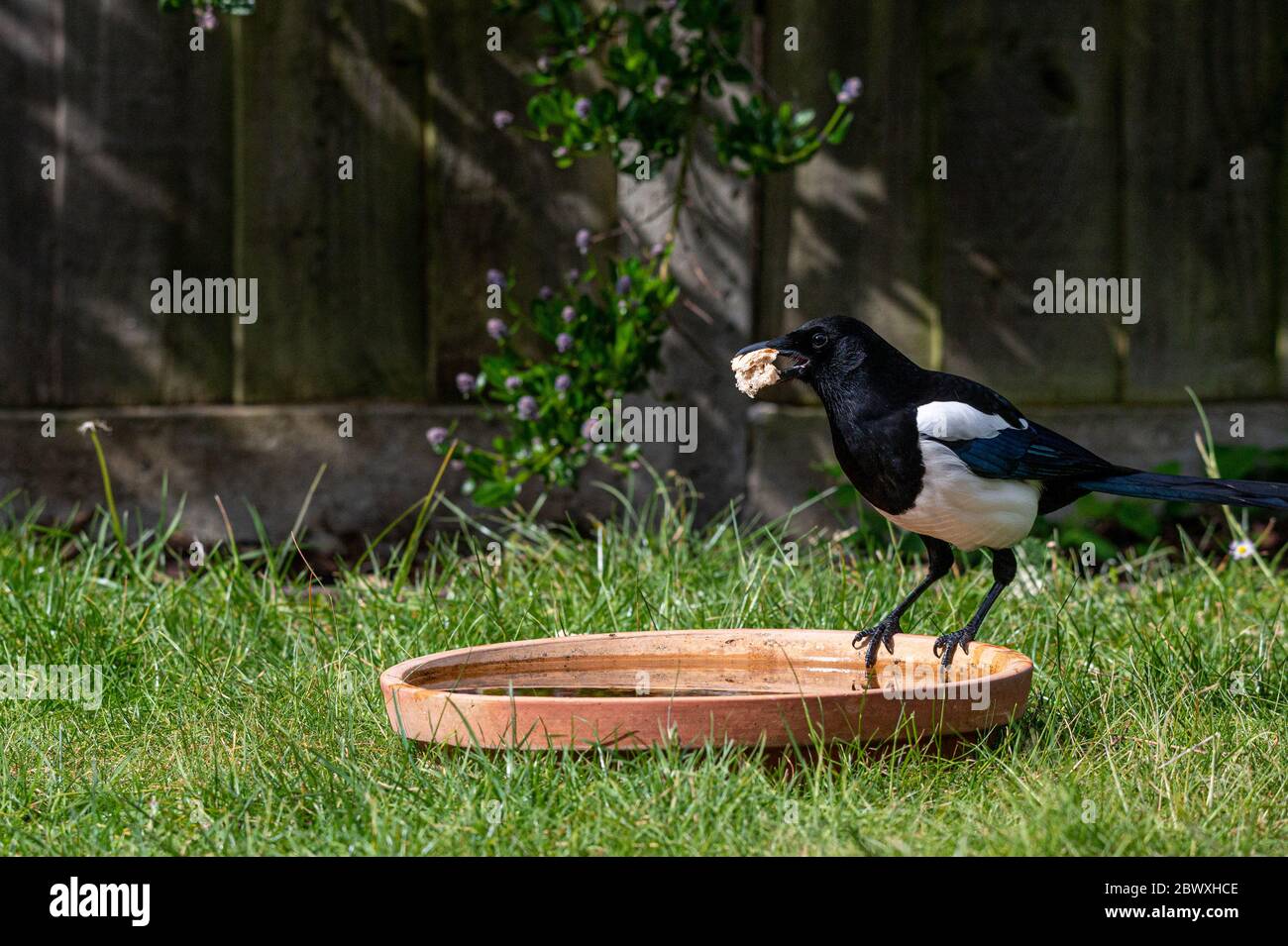 Eurasian magpie, pica pica, picking up bread and submerging into water ...