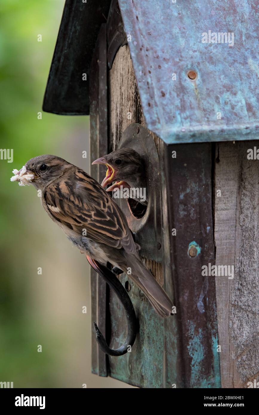Baby Sparrows in a bird house being fed by an attentive mother Stock ...