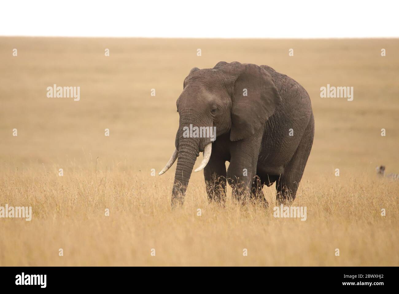 Single elephant in the grassland of the Masai Mara Stock Photo - Alamy