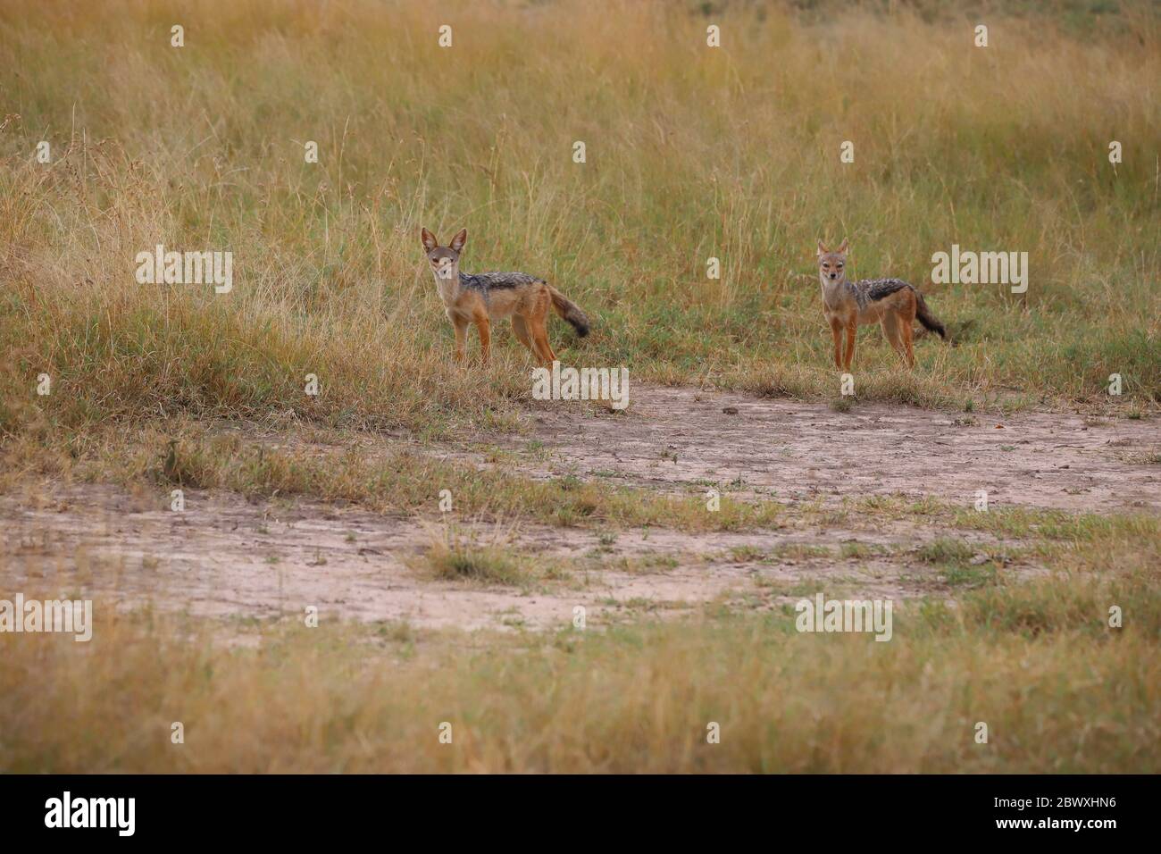 Two black-backed jackals in the kenyan savannah Stock Photo - Alamy