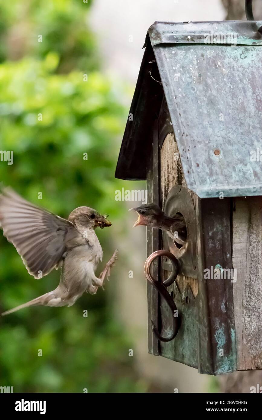 Baby Sparrows in a bird house being fed by an attentive mother Stock ...